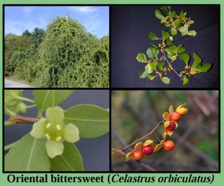 Invasive Plants | East Kingston, NH